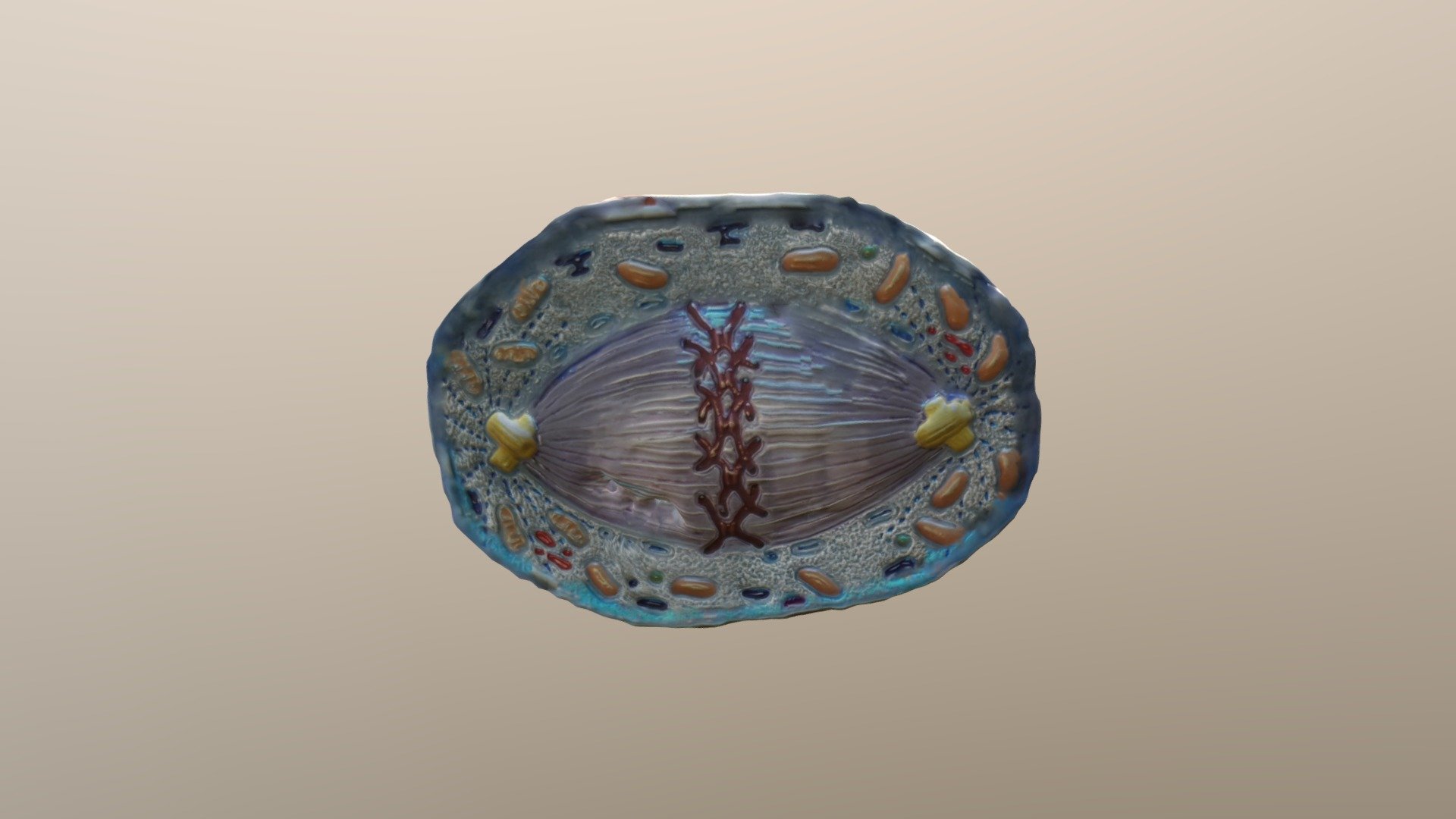 Mitosis Stage 5 - Download Free 3D model by jkane326 [2d481b1] - Sketchfab