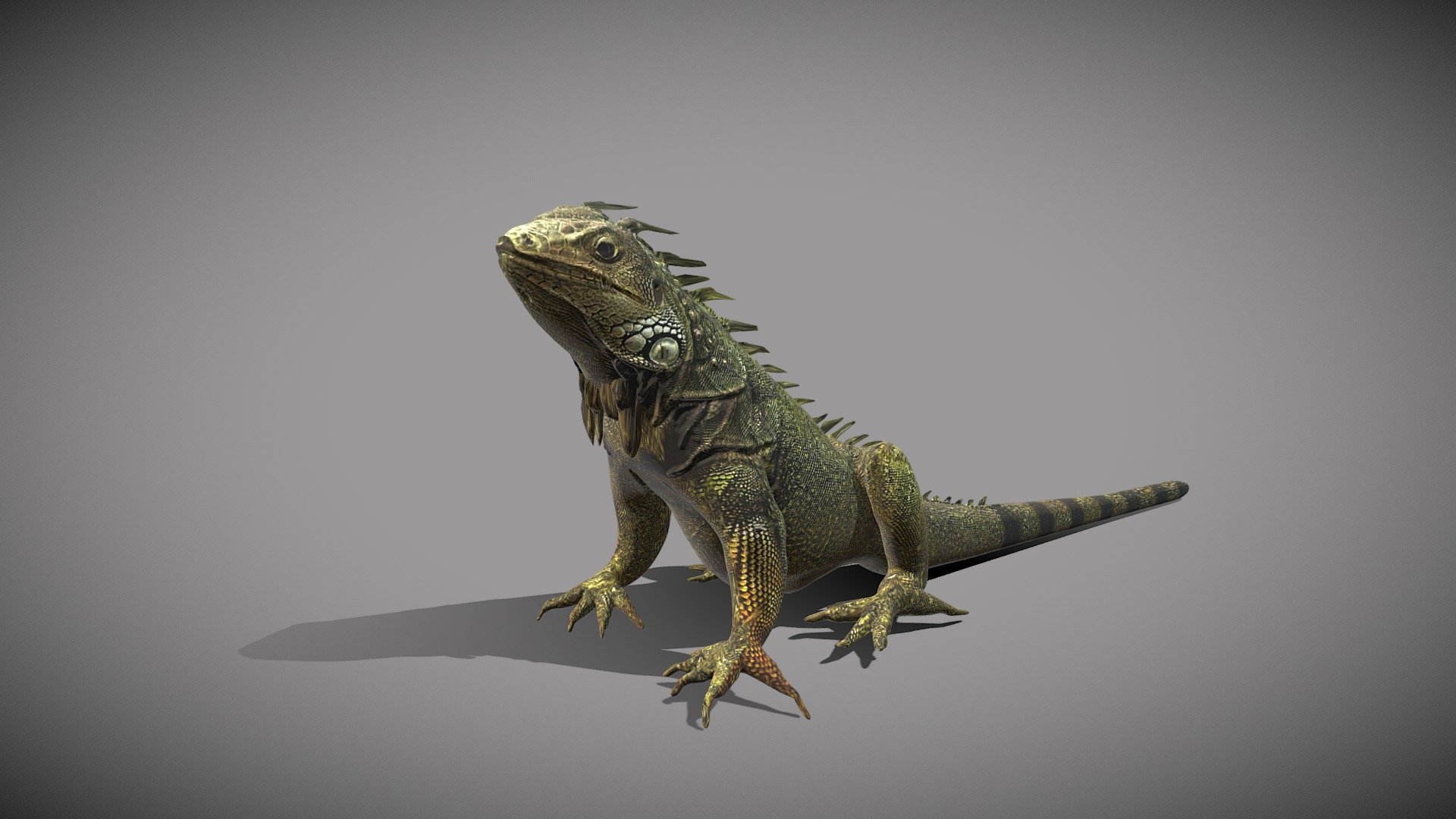 Iguana - Buy Royalty Free 3D model by antoniorafanelli [2d48f6d ...