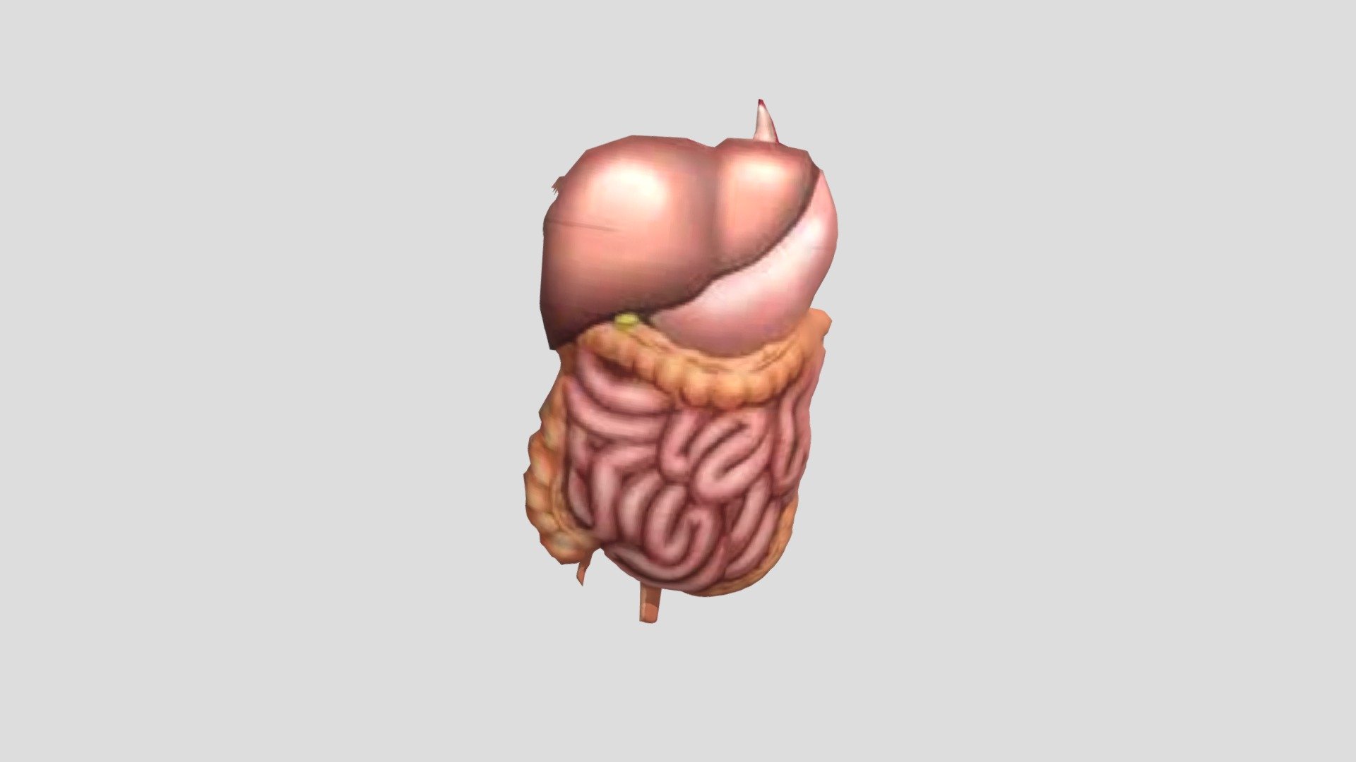 Organ 3D New - 3D model by vionaimpakusuma09 [2d4cbe9] - Sketchfab