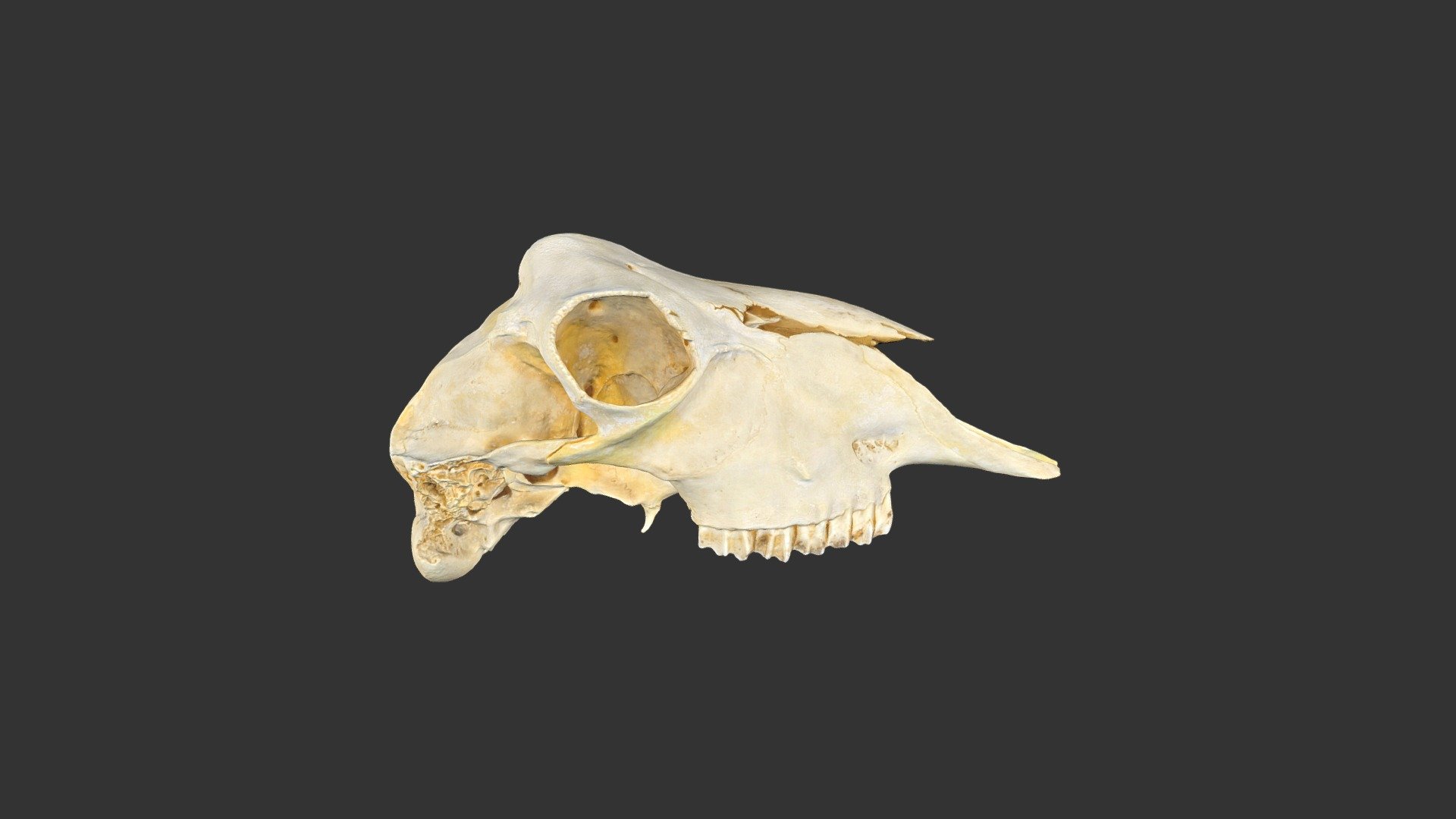 Domestic Goat, Cranium - 3D model by RLA Archaeology (@rla-archaeology ...
