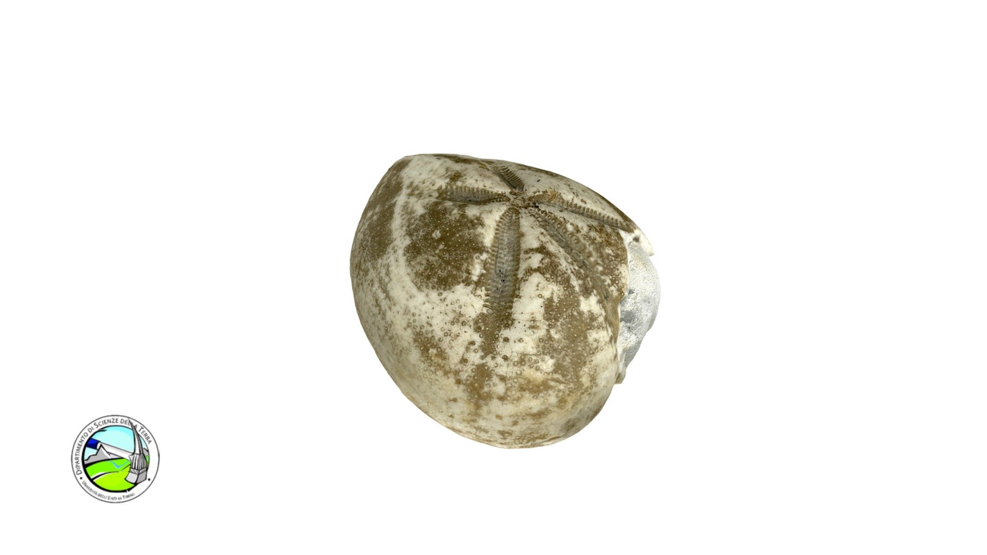 Micraster - 3D model by Dipartimento di Scienze della Terra - UniTo ...
