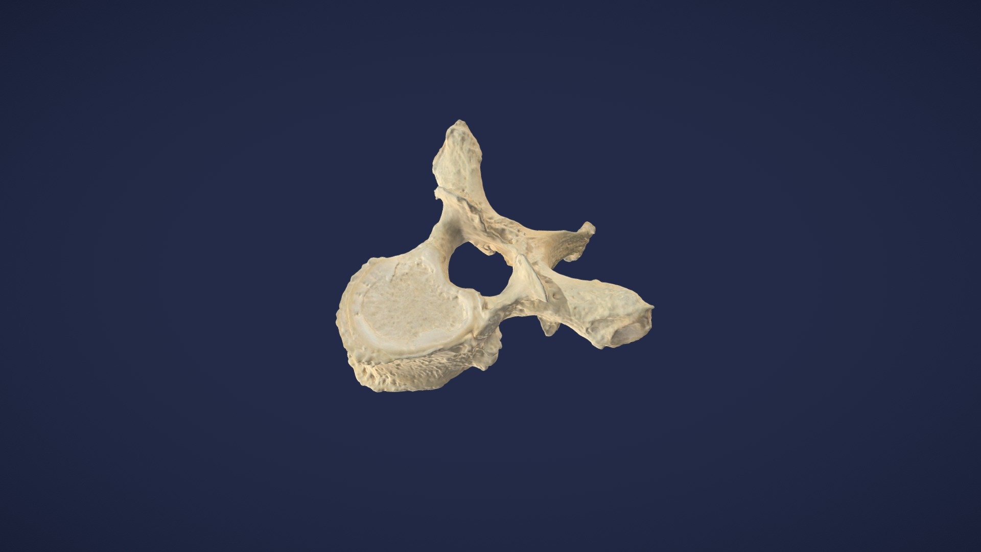 6. Brustwirbel (Th6) - 6th thoracic vertebra - 3D model by Institute of ...