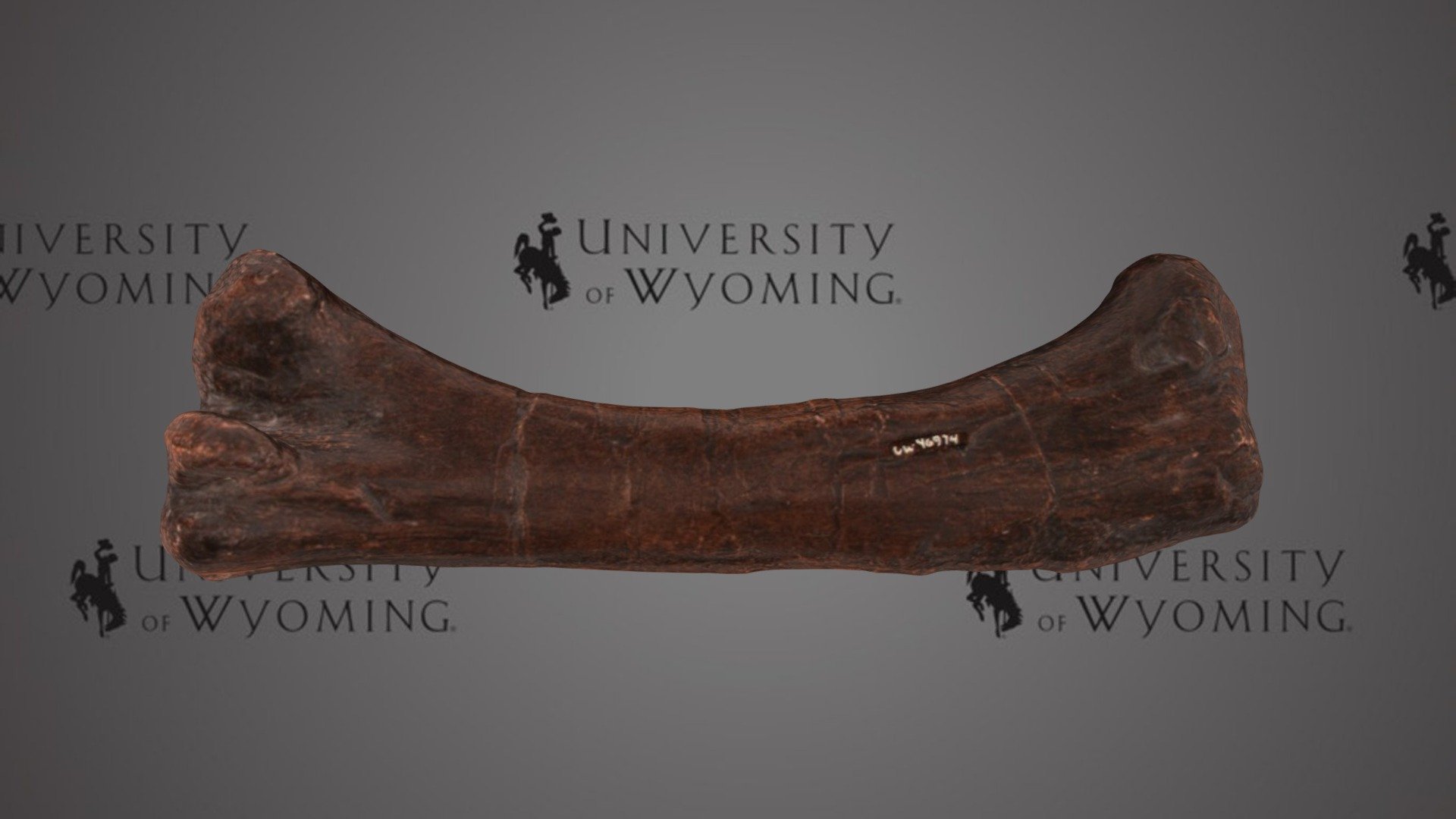 UW 46974 A - Apatosaurus parvus, Limb - Download Free 3D model by ...