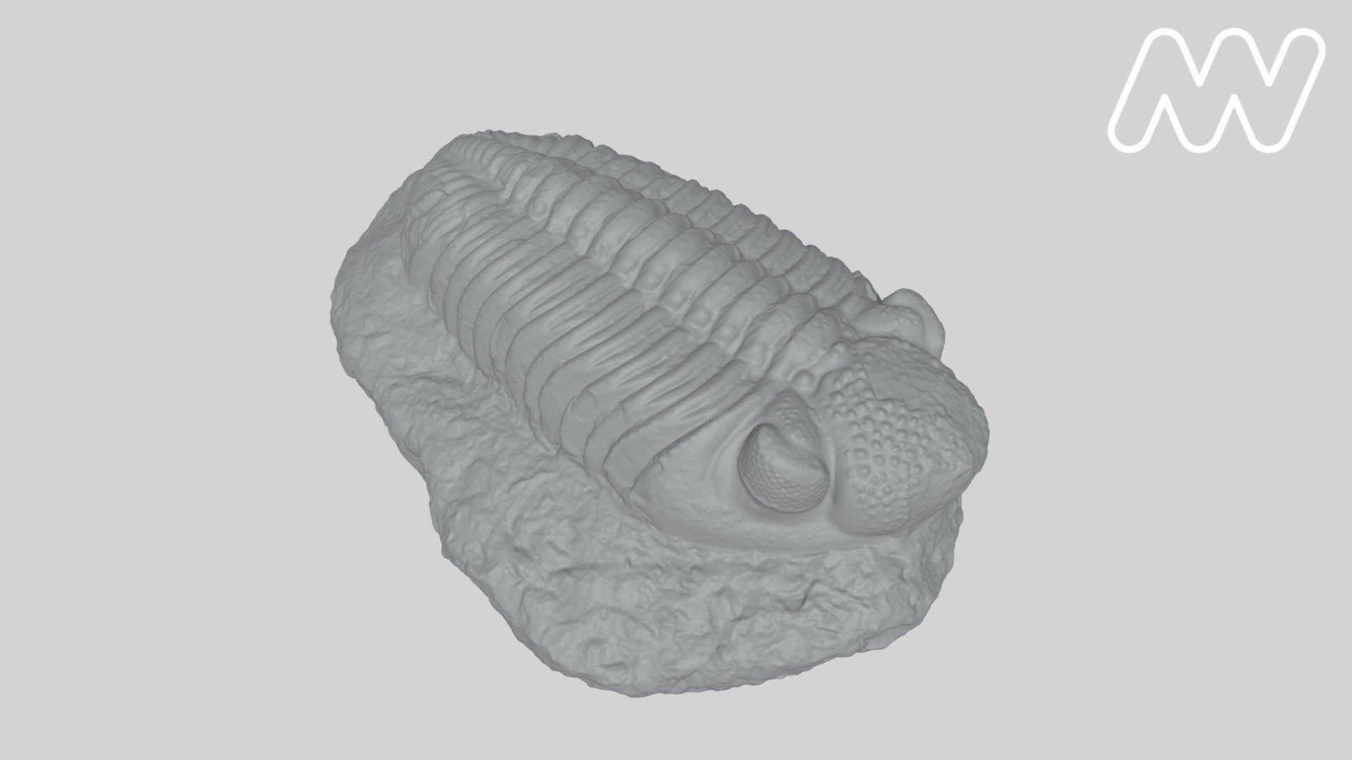 trilobyte_final - 3D model by Museums Victoria (@museumsvictoria ...