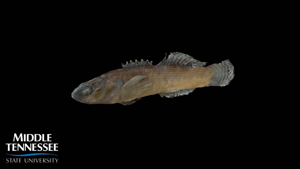 Darters and Perches - A 3D model collection by MTSUichthyology - Sketchfab