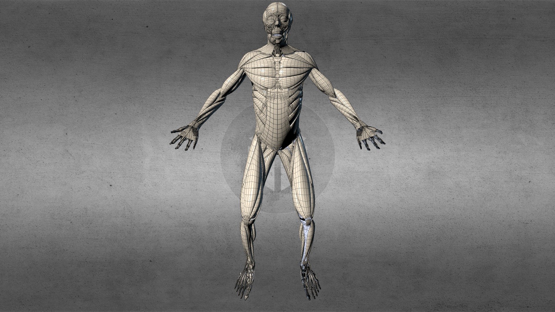 Anatomy Model - 3D model by yannico0 [2d5e0c7] - Sketchfab