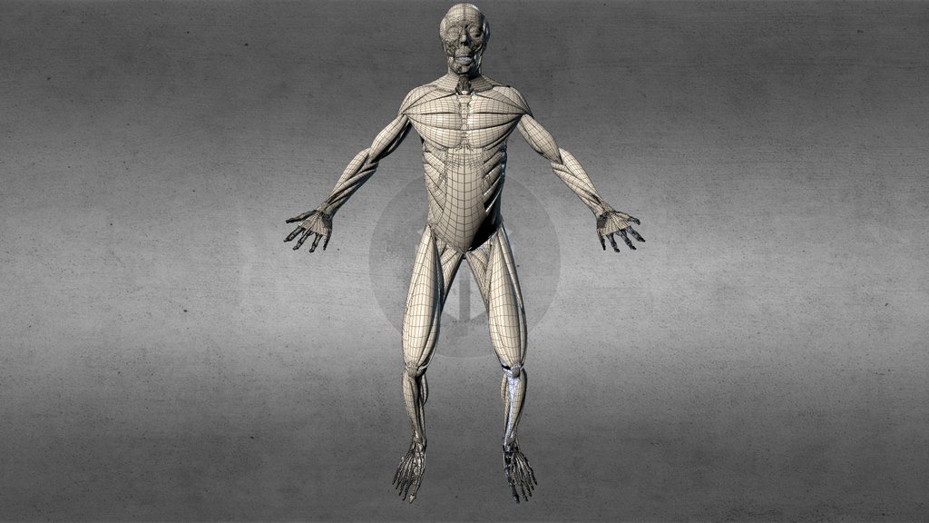 male anatomy - A 3D model collection by freedmoshe - Sketchfab