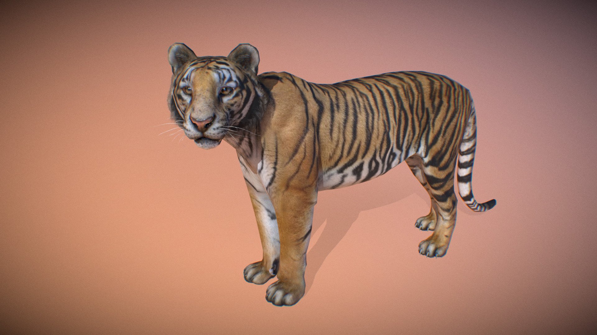 Animalia - Tiger (male) - 3D model by GiM (@GamesInMotion) [2d627f4 ...