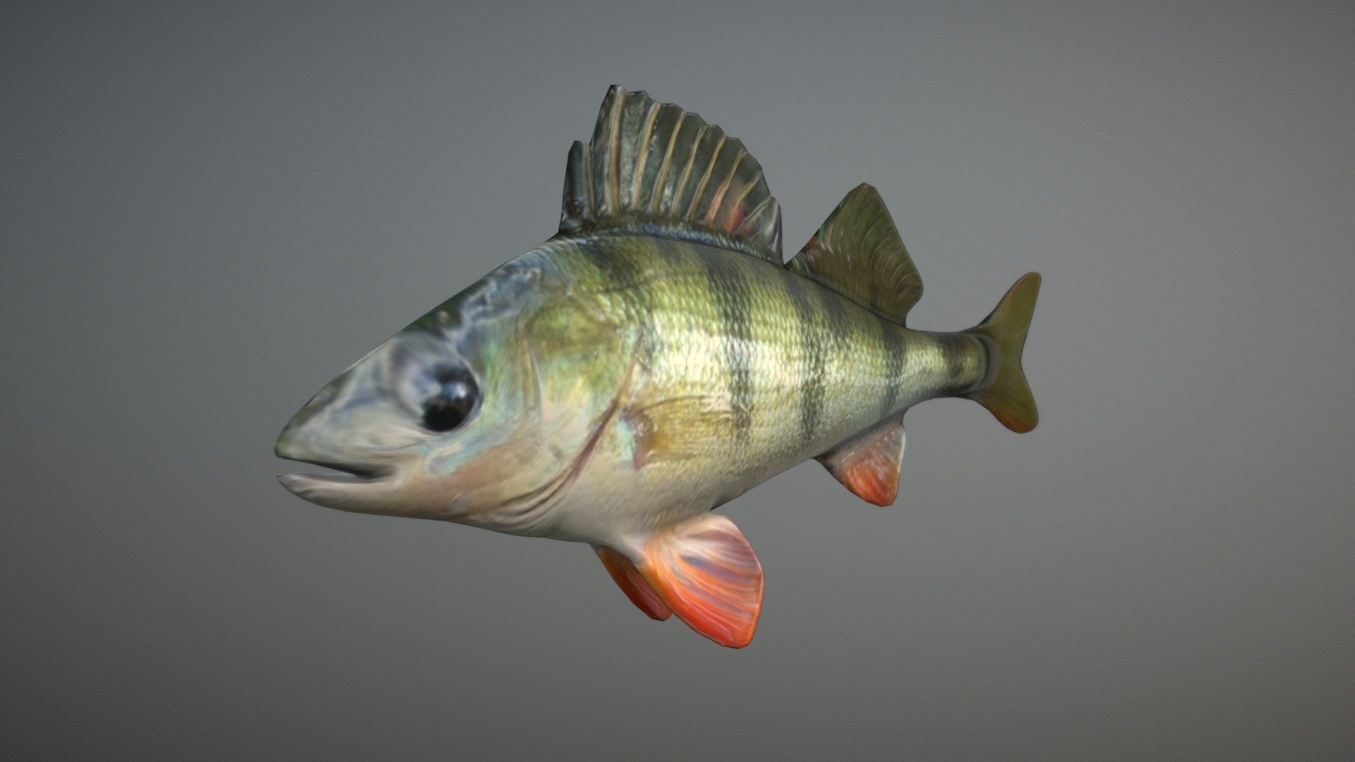 Bass - Fish - Download Free 3D model by Šimon Ustal (@simonustal ...