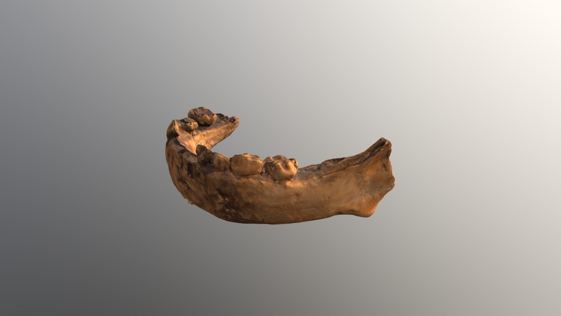 Skhul 1 mandible (juvenile) - Download Free 3D model by digitalkenyon ...