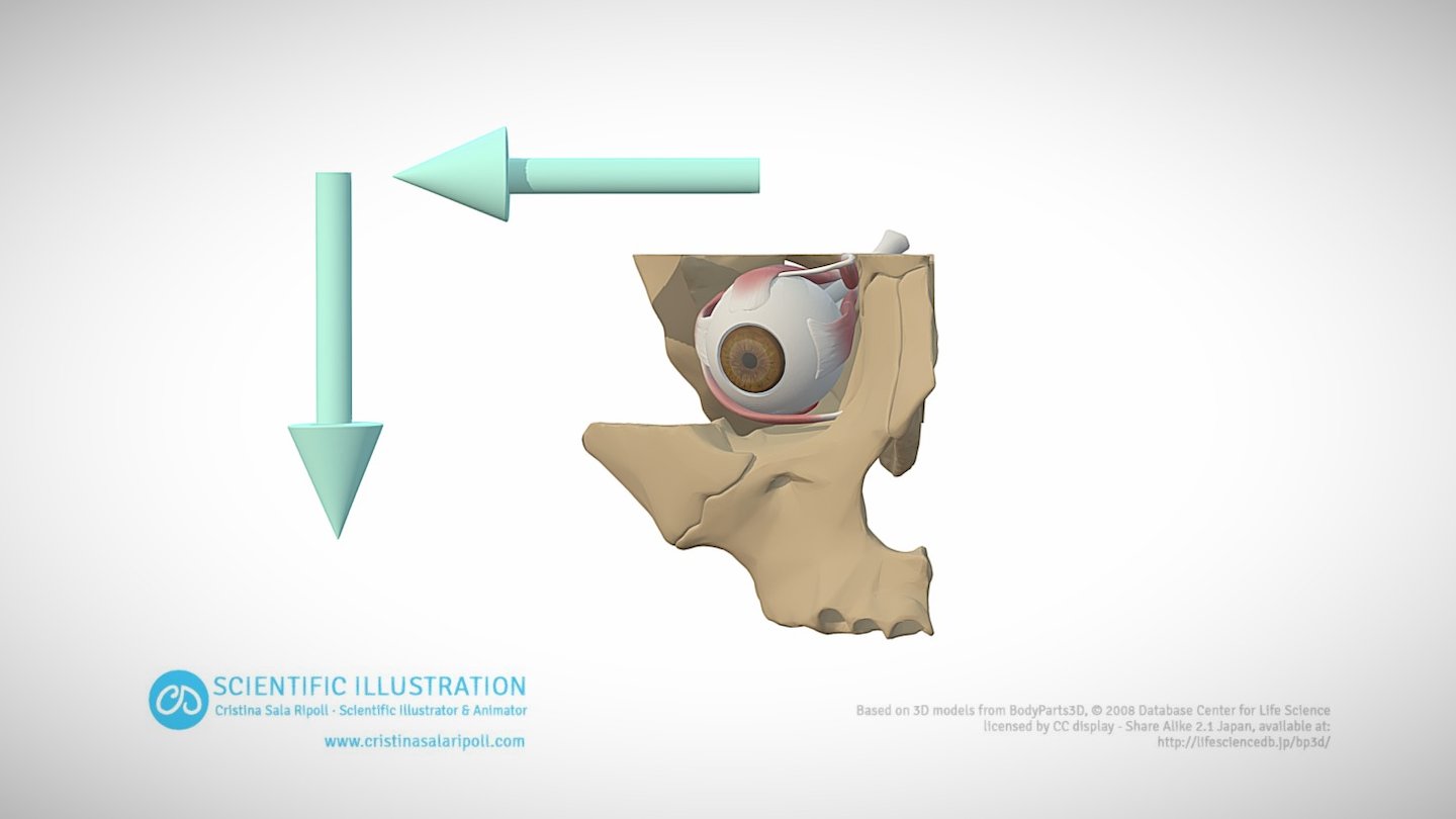 Abduction and Depression - Download Free 3D model by Cristina Sala ...