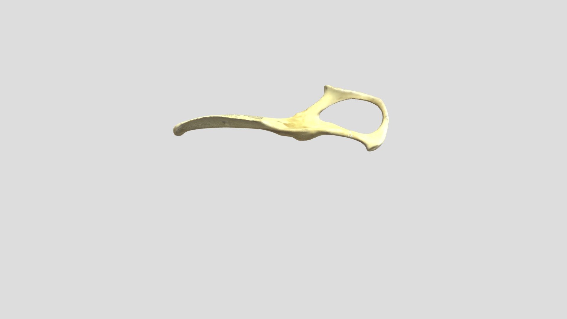 Gibnut left hip - 3D model by coolishwizard [2d7b6dc] - Sketchfab