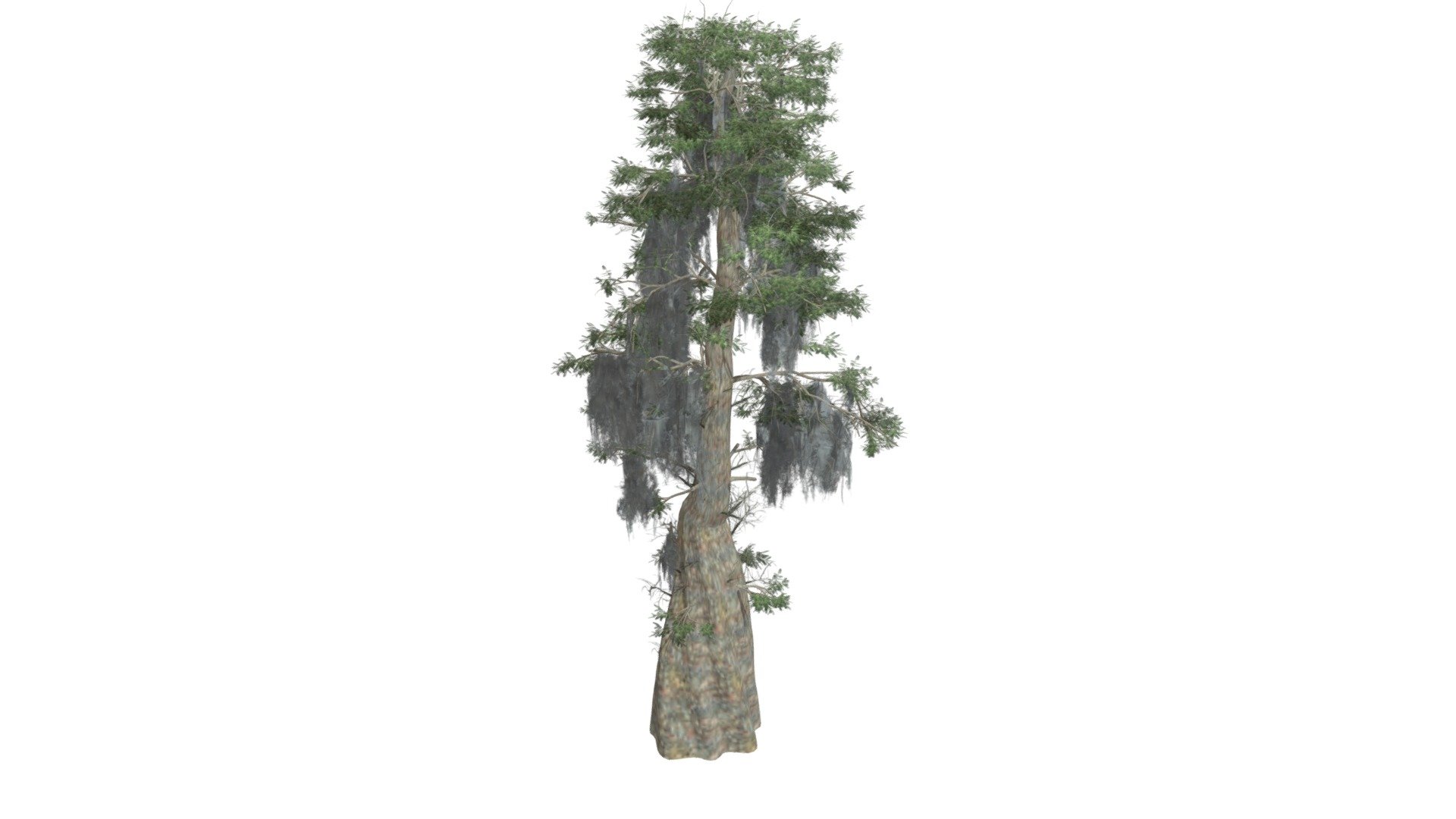 Bald Cypress Tree #07 - Buy Royalty Free 3D model by meshshape [2d81142 ...