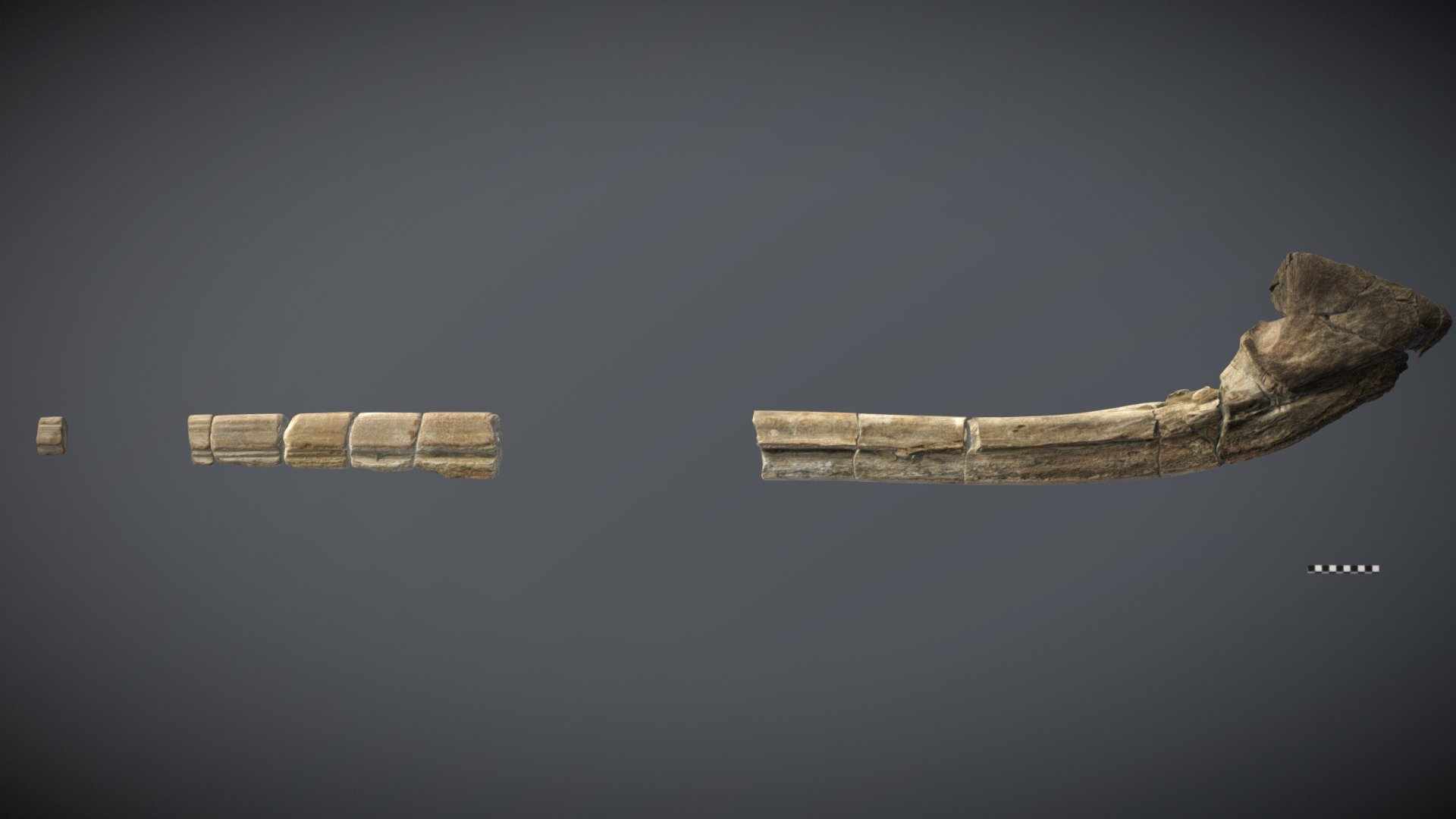 Ichthyotitan severnensis surangular - 3D model by ThinkSee3D [2d8556b ...