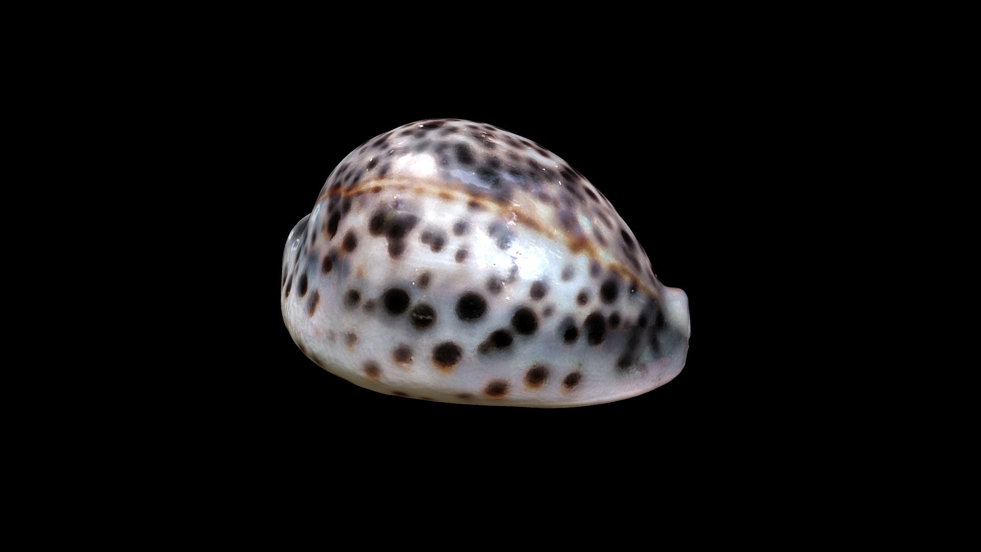 Shell 03 - Cypraea Tigris (Tiger Cowrie) - Download Free 3D model by ...