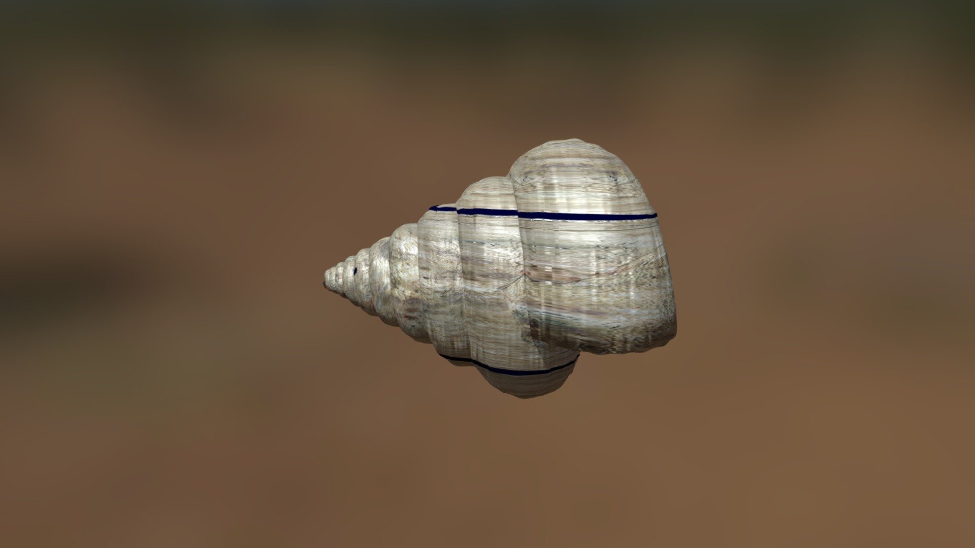 Seashell Quixel Texture - Download Free 3D model by cleisonrodrigues ...