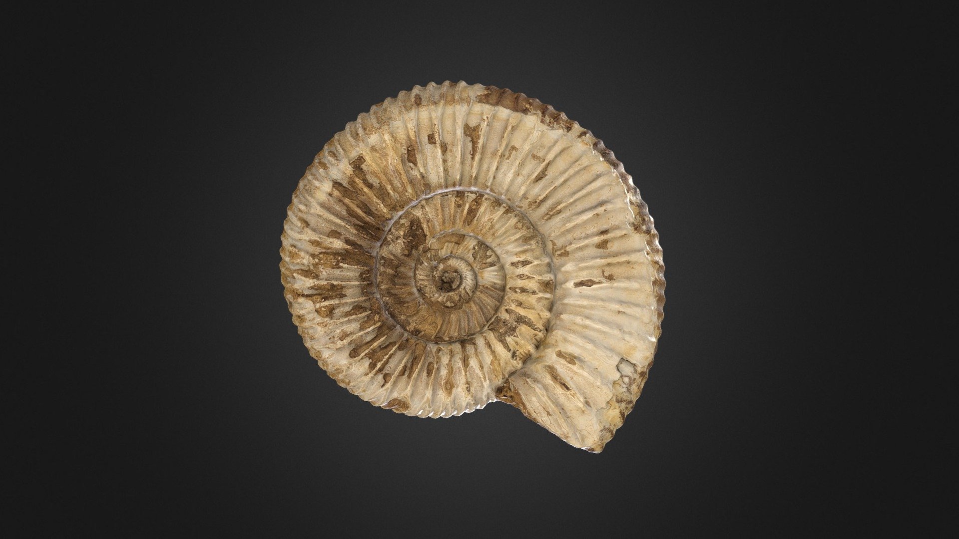 Ammonite (Agisoft Metashape) - Download Free 3D model by Hailey ...