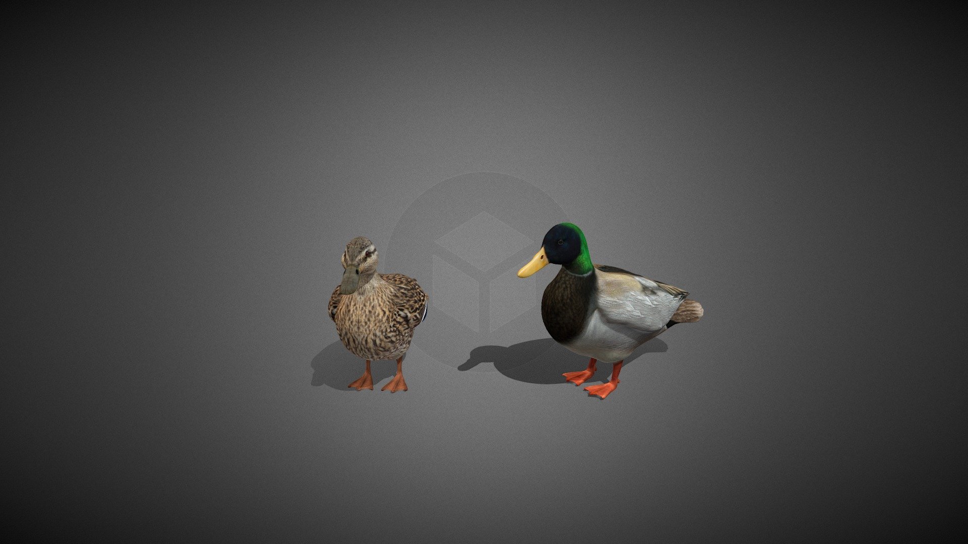 Duck - 3D model by Stephengury [2d8dc64] - Sketchfab