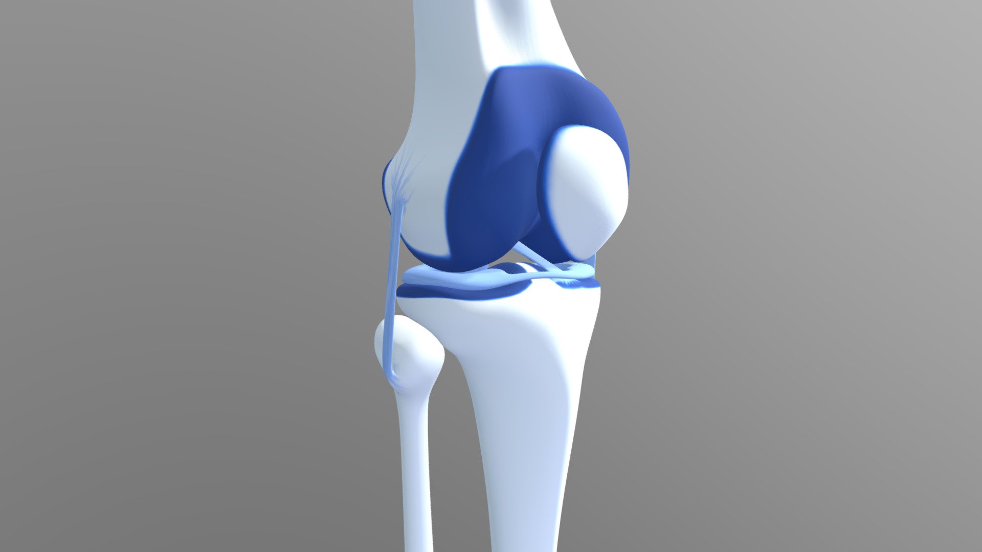 Knee ligaments - 3D model by Snorkle [2d8dd09] - Sketchfab