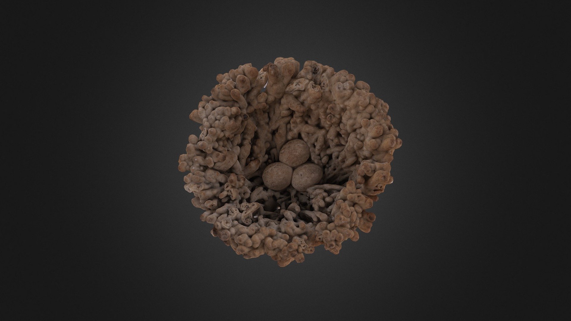 Calcified Bird Nest: Bolton Museum Collection - 3D model by Archaeology ...