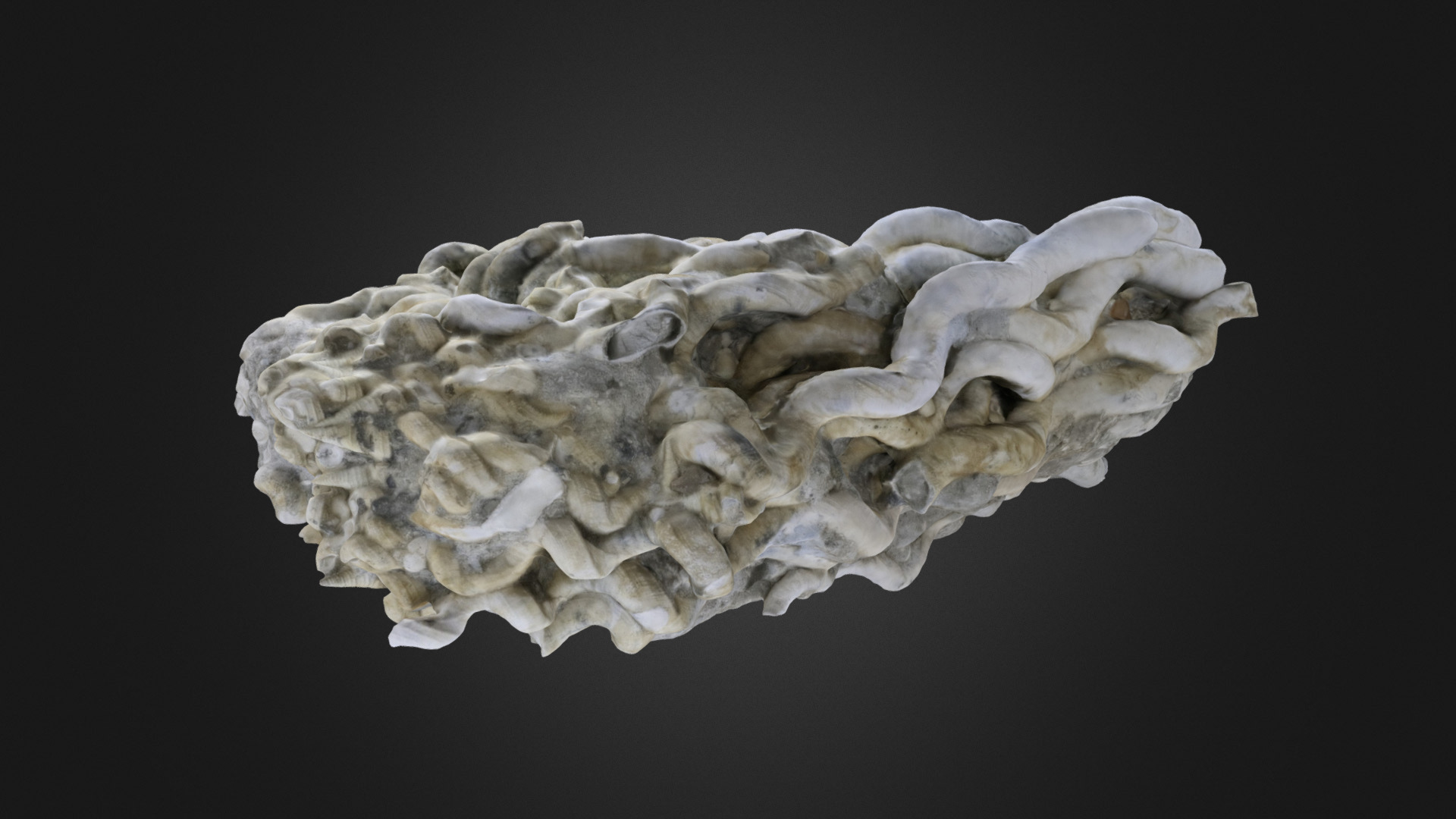 Gastropod: Vermicularia recta (PRI 76998) - Download Free 3D model by ...
