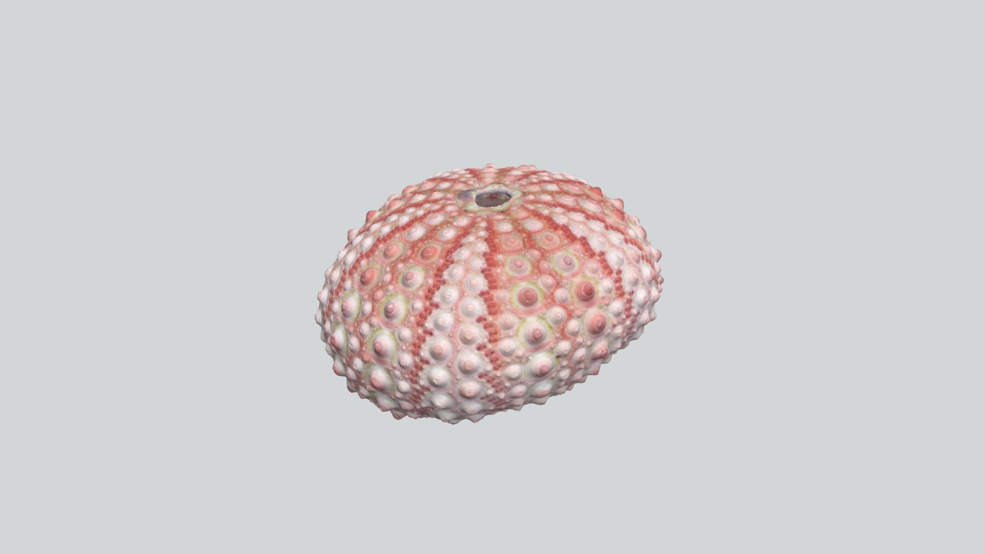 Caparazón de Erizo (Echinoidea) - 1 - 3D model by Laboratorio de Arte ...