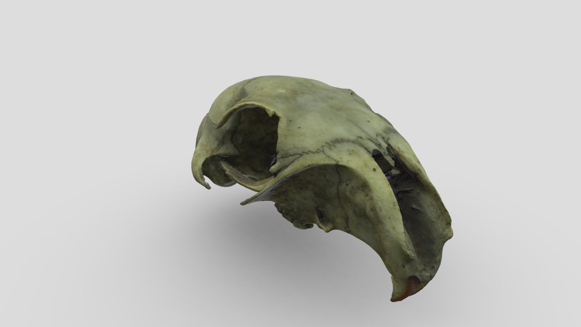 Squirrel Skull - Buy Royalty Free 3D model by PeterFalkingham ...