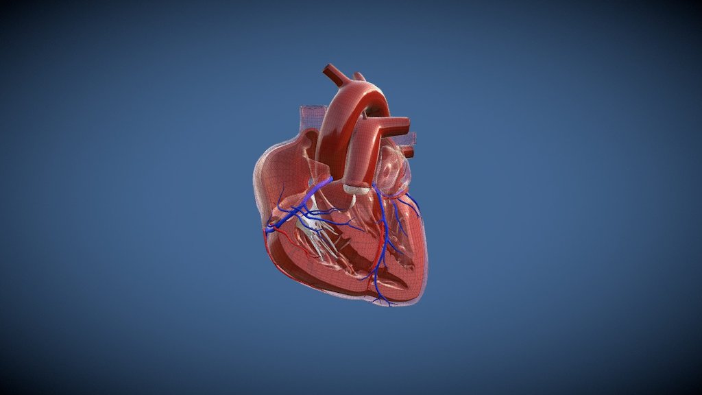 Heart Transparent - 3D model by Sugar Skull Creative (@alexanimation ...