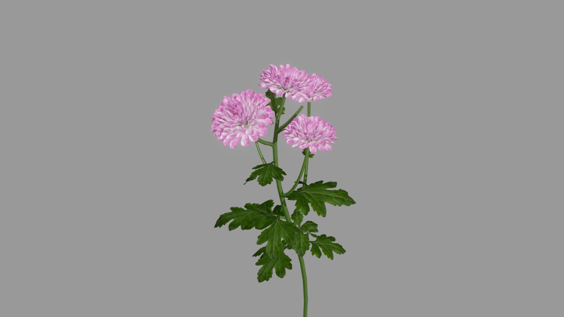 Daisy - 3D model by GGGP (@gggp999) [2da6dad] - Sketchfab
