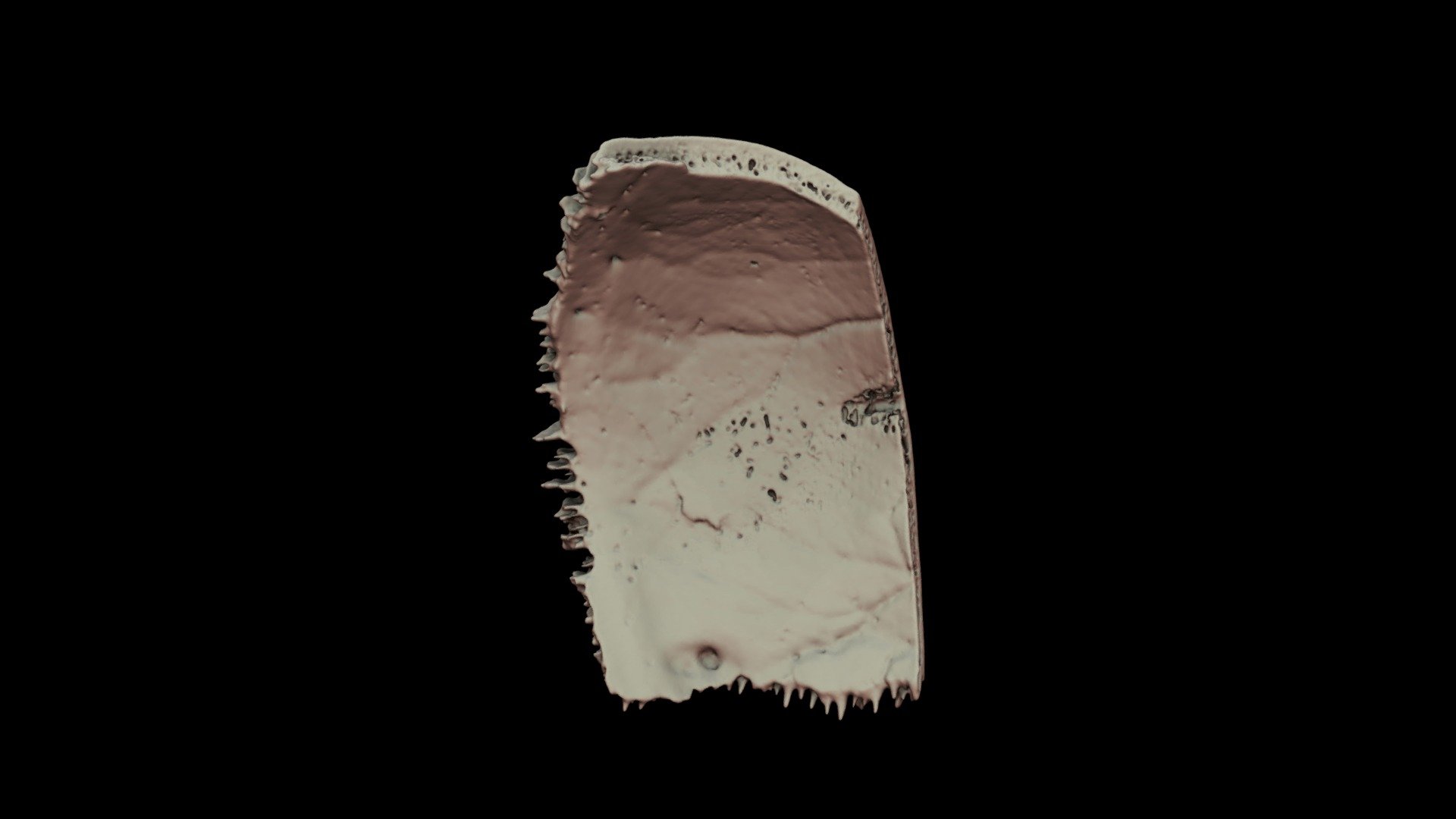 Cranial Fragment GSW (VCU_3D_6768) - 3D model by Virtual Curation Lab ...