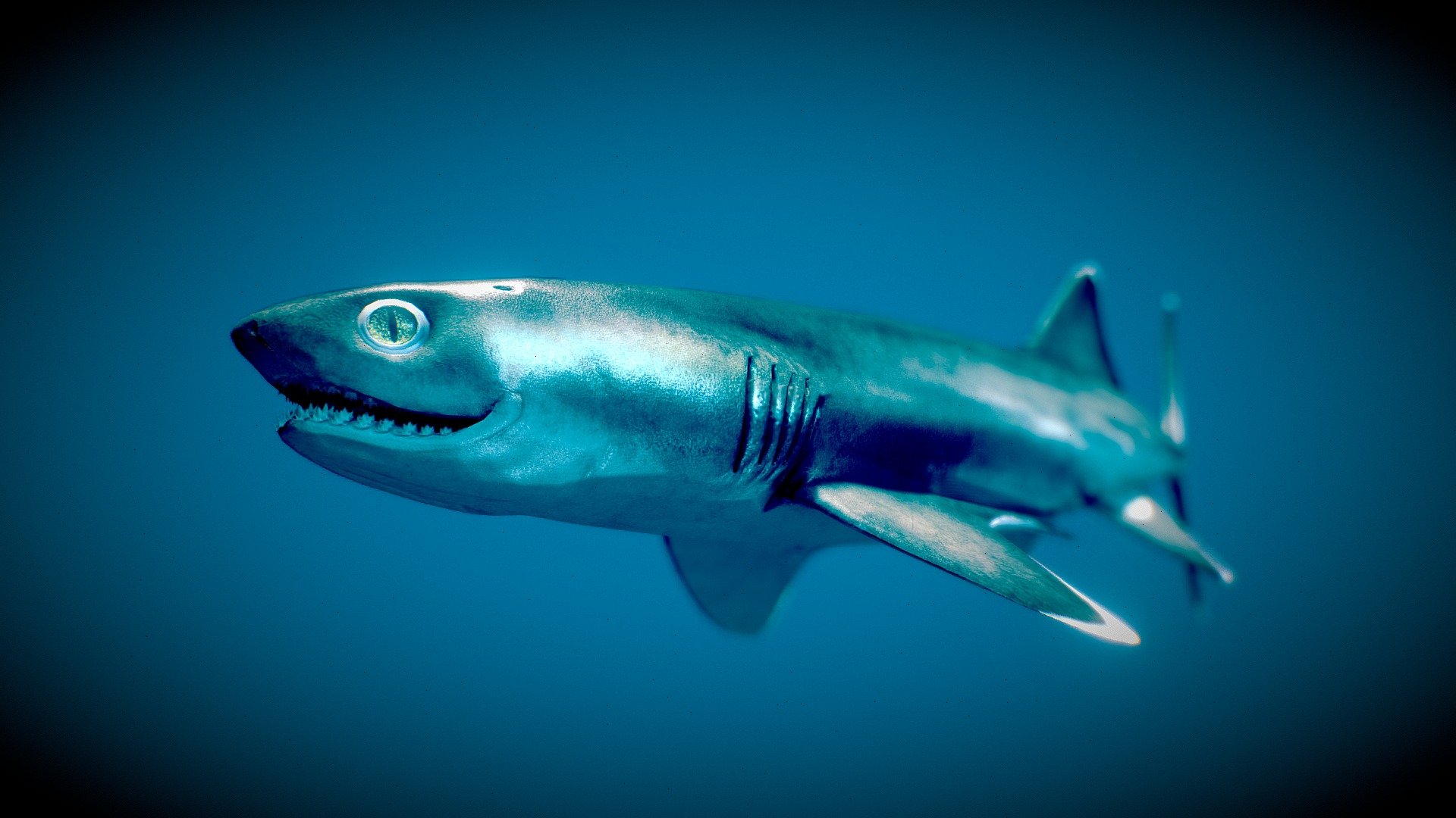 Cobelodus aculeatus - 3D model by sharkingaround [2daf0c2] - Sketchfab