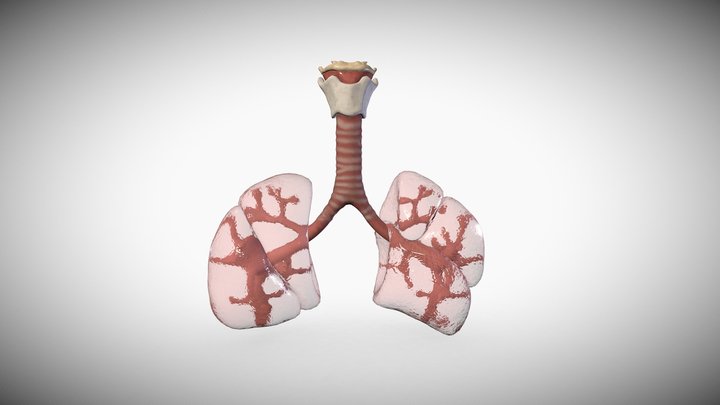 Airway 3D models - Sketchfab
