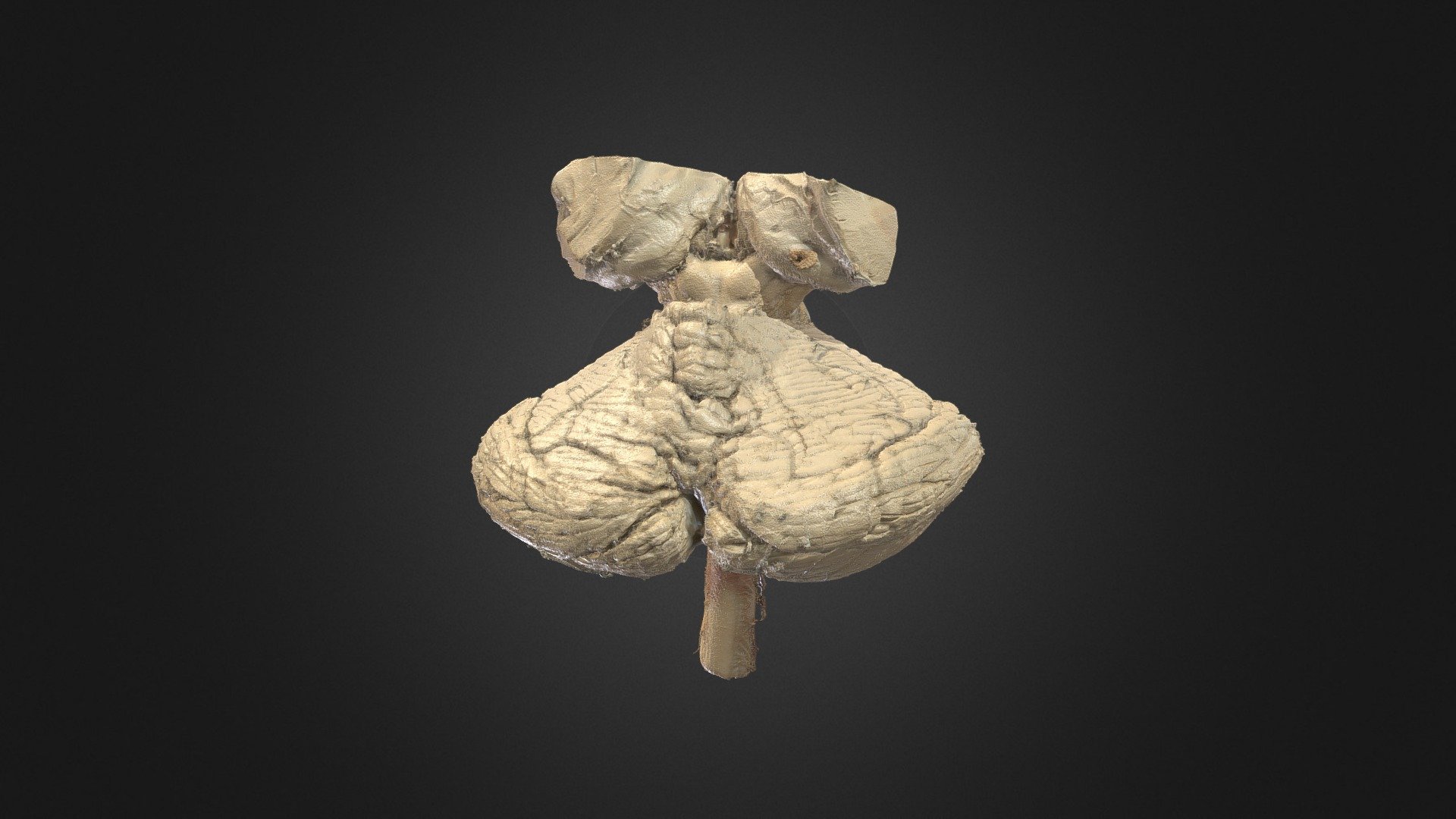 Brainstem and Cerebellum - 3D model by UBC Medicine - Educational Media [2db6d39] - Sketchfab