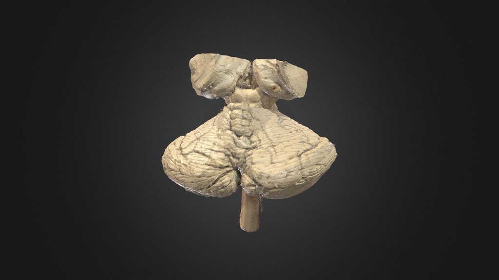 Neuroanatomy 3D - A 3D model collection by anatomydecoded - Sketchfab