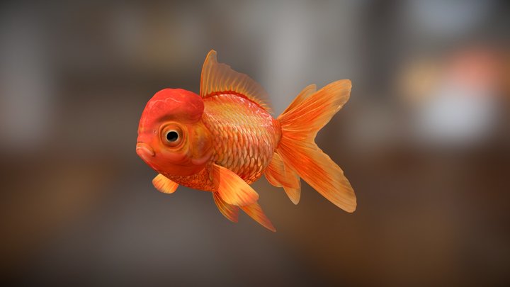Oranda 3D models - Sketchfab