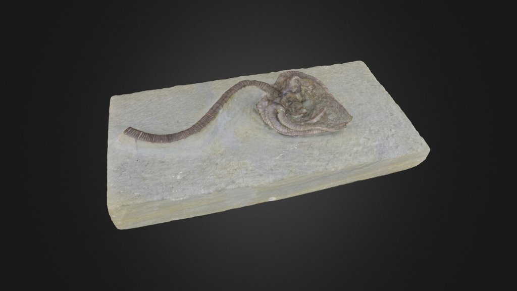 Crinoids - A 3D model collection by Baylor Paleontology (@Baylor ...