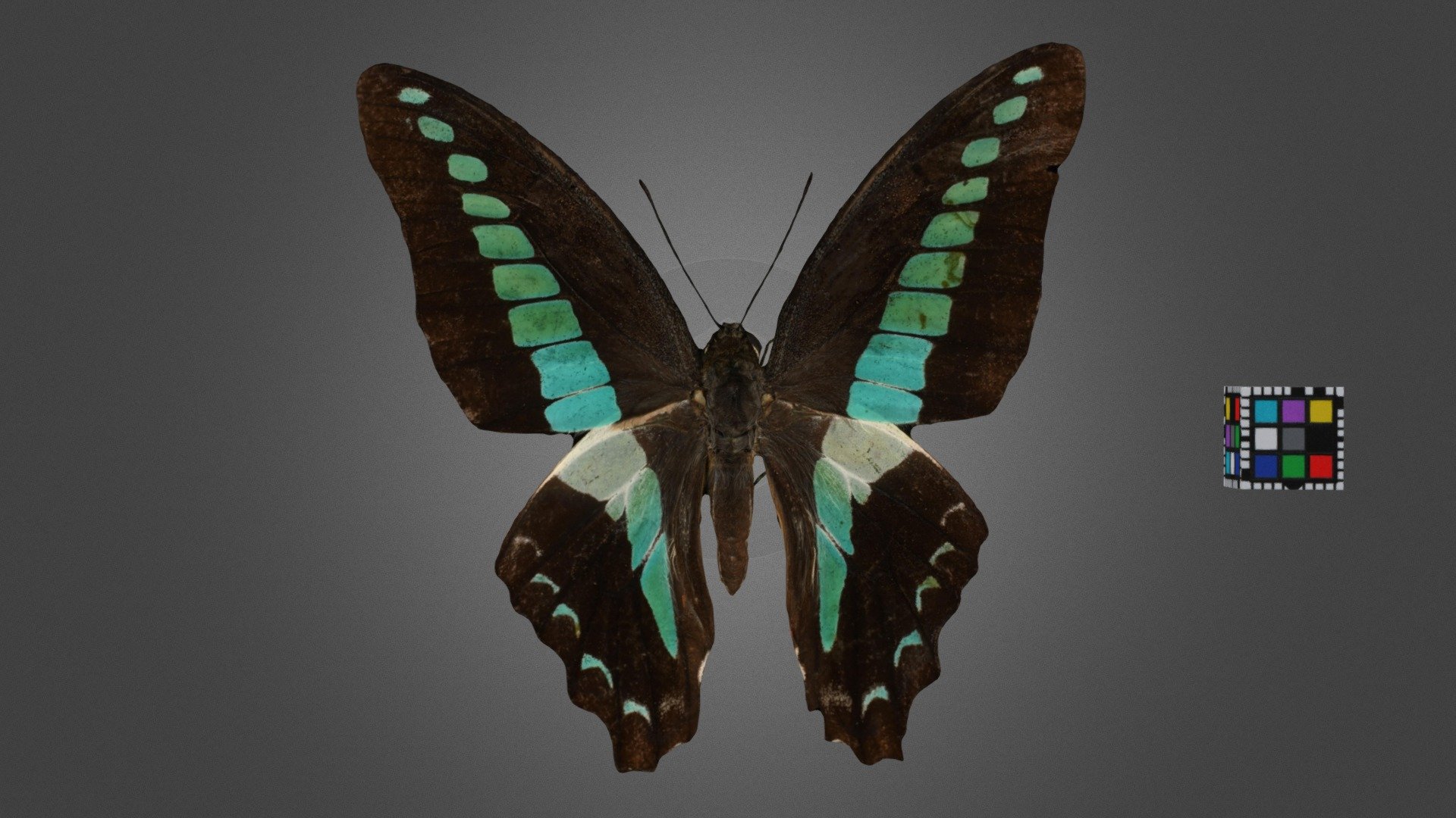 CC0 アオスジアゲハ 🦋 Common Bluebottle, G. sarpedon - Download Free 3D model ...
