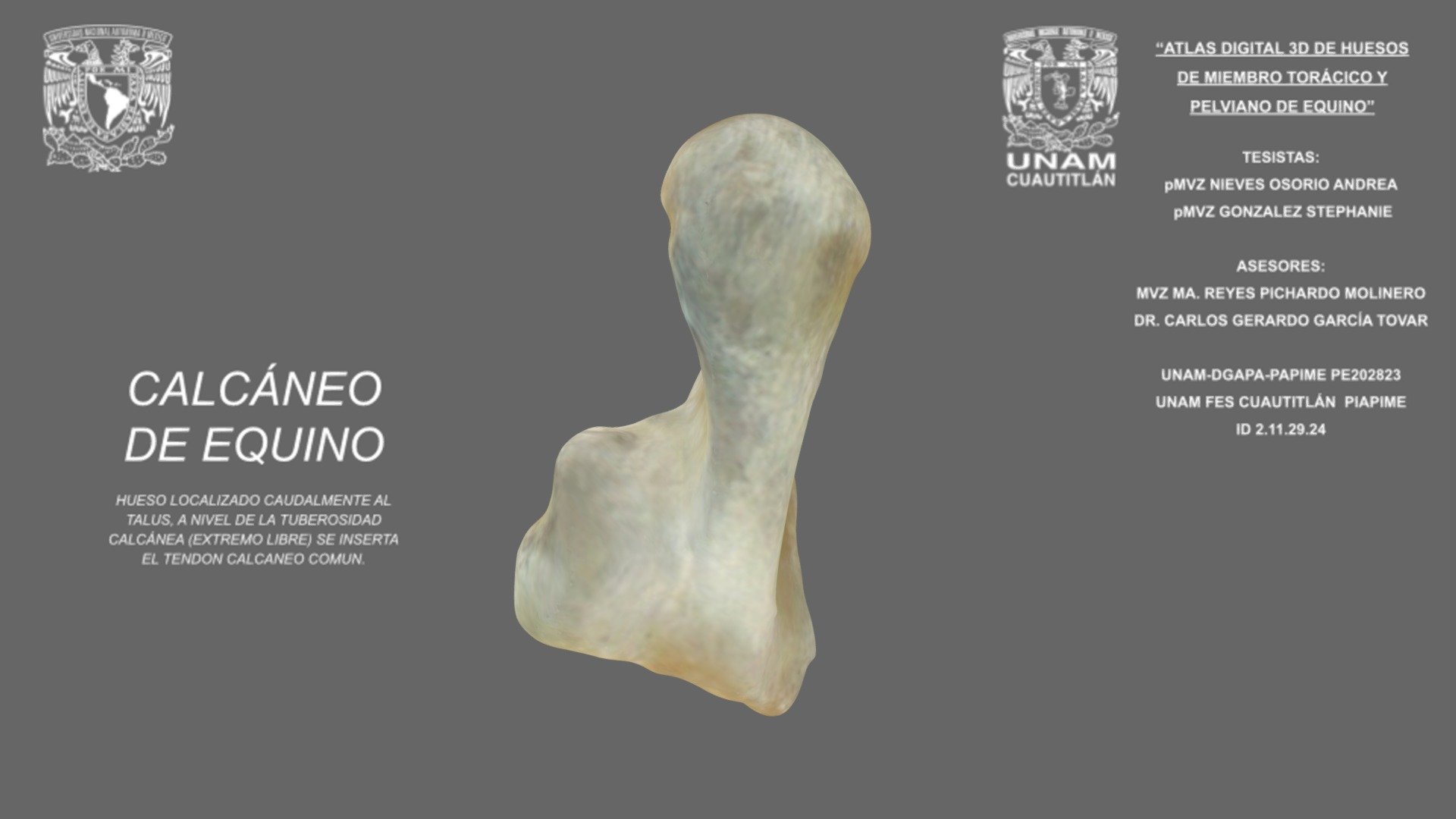 Calcáneo de equino - 3D model by Anatomía Veterinaria FESC-UNAM ...