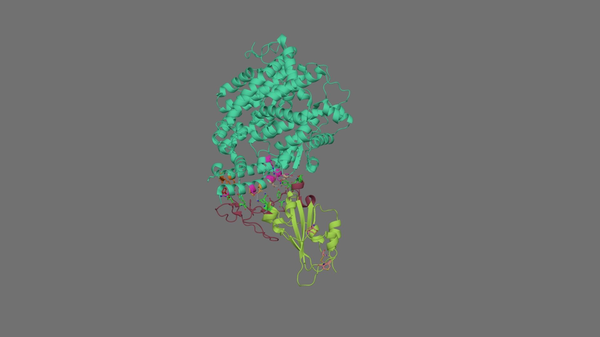 Viral spike protein and human ACE2 protein - 3D model by MarsAeon ...