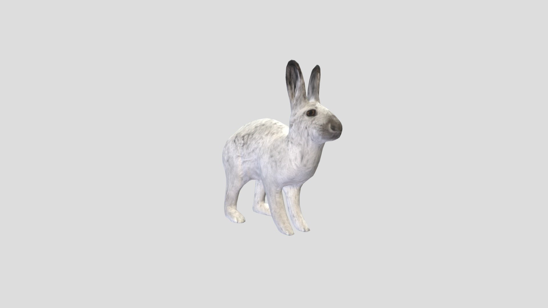 Arctic hare - 3D model by Zuza Kossowska (@zuza707) [2dd9538] - Sketchfab
