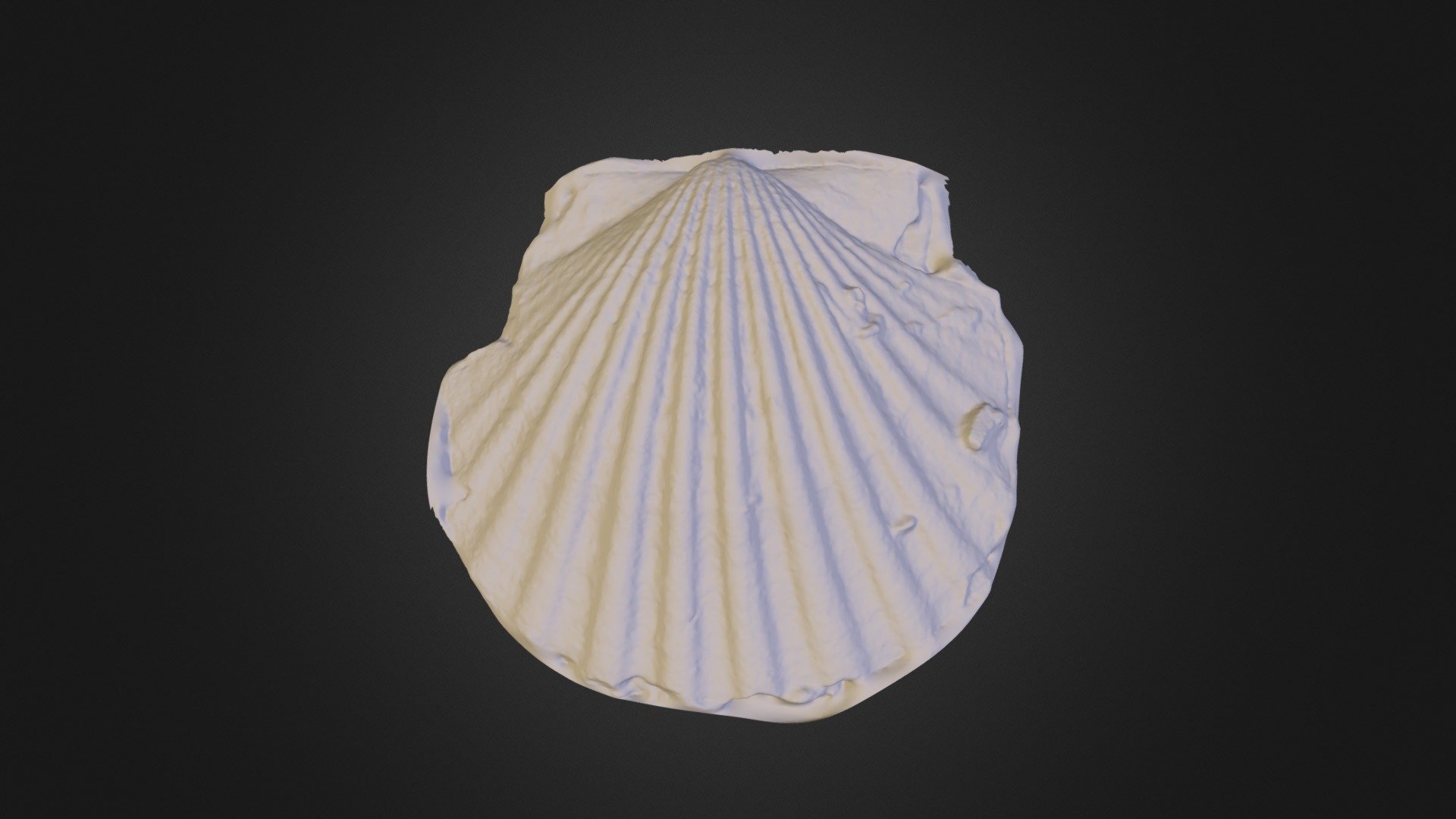 Pecten - 3D model by Zoltan Sylvester (@zsylvester) [2dd9d4c] - Sketchfab