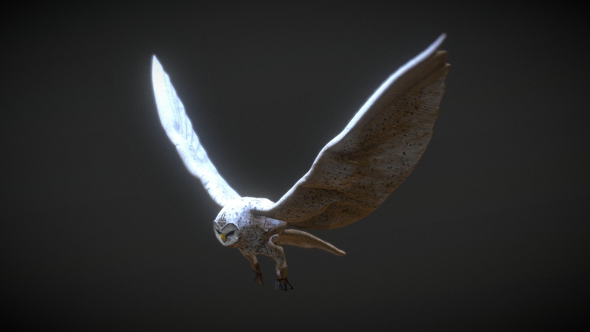 Animated and rigged Owl - 3D model by Amit.Rotem [2dd9d6e] - Sketchfab