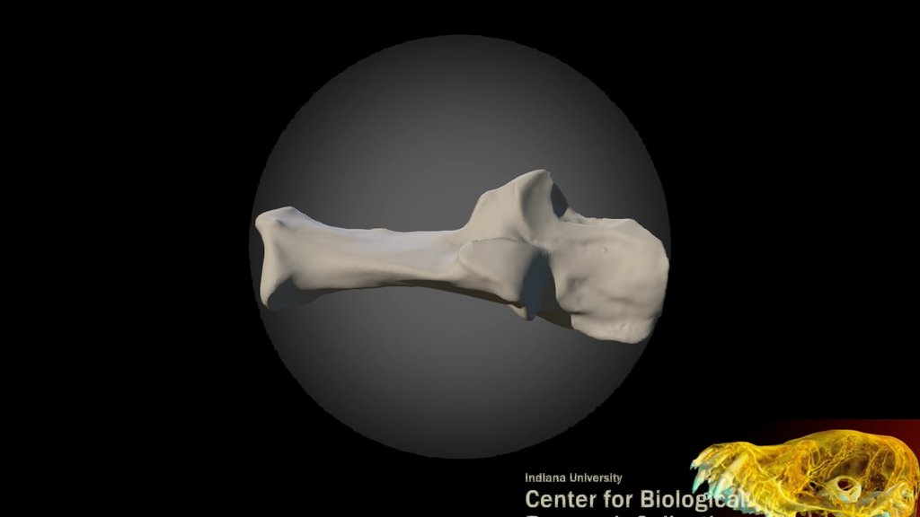 Mountain lion calcaneus - 3D model by garymotz [2de1fc2] - Sketchfab