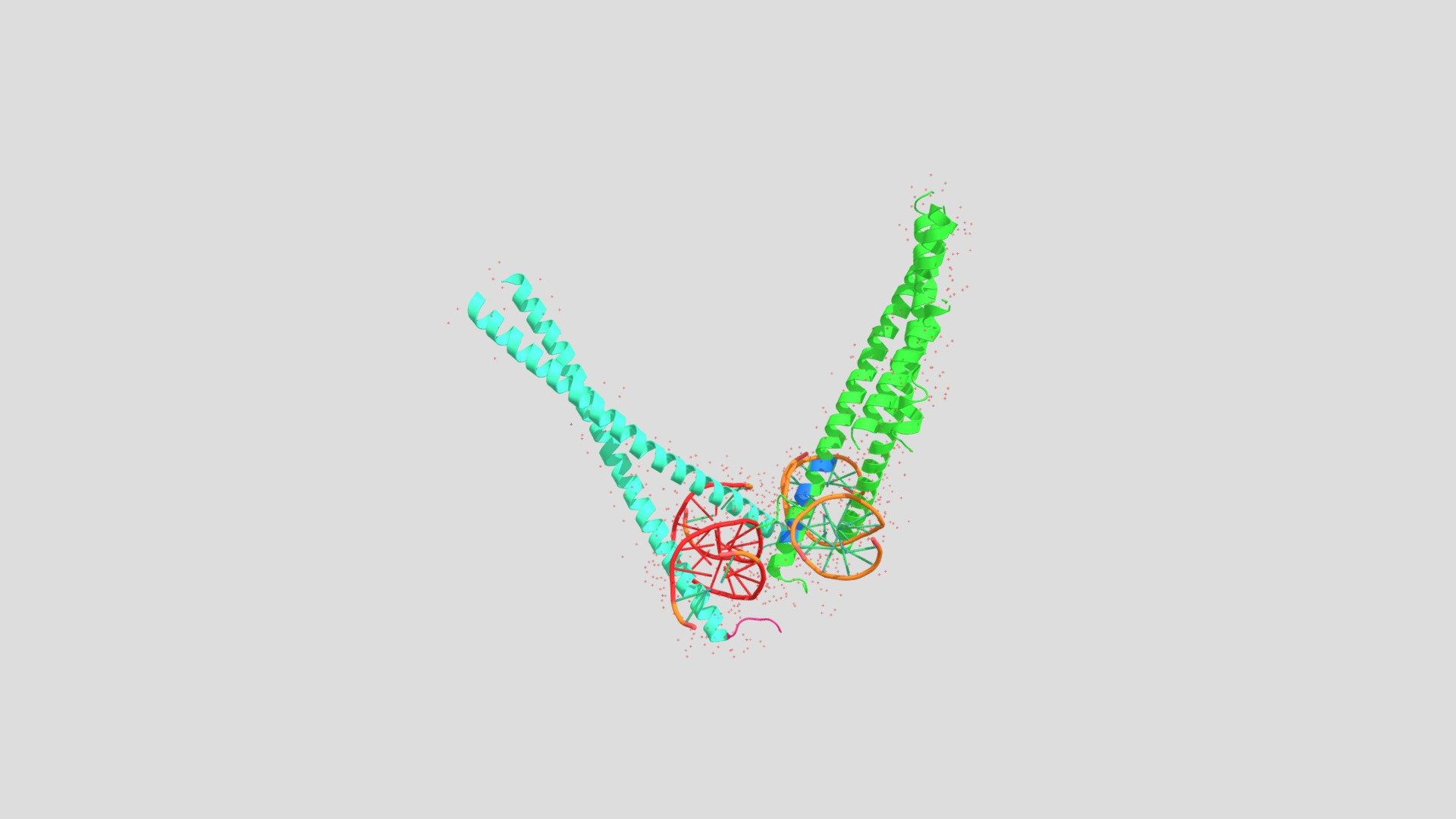 Crystal structure of PAP1 w/ DNA - 3D model by James (@jesp2338 ...