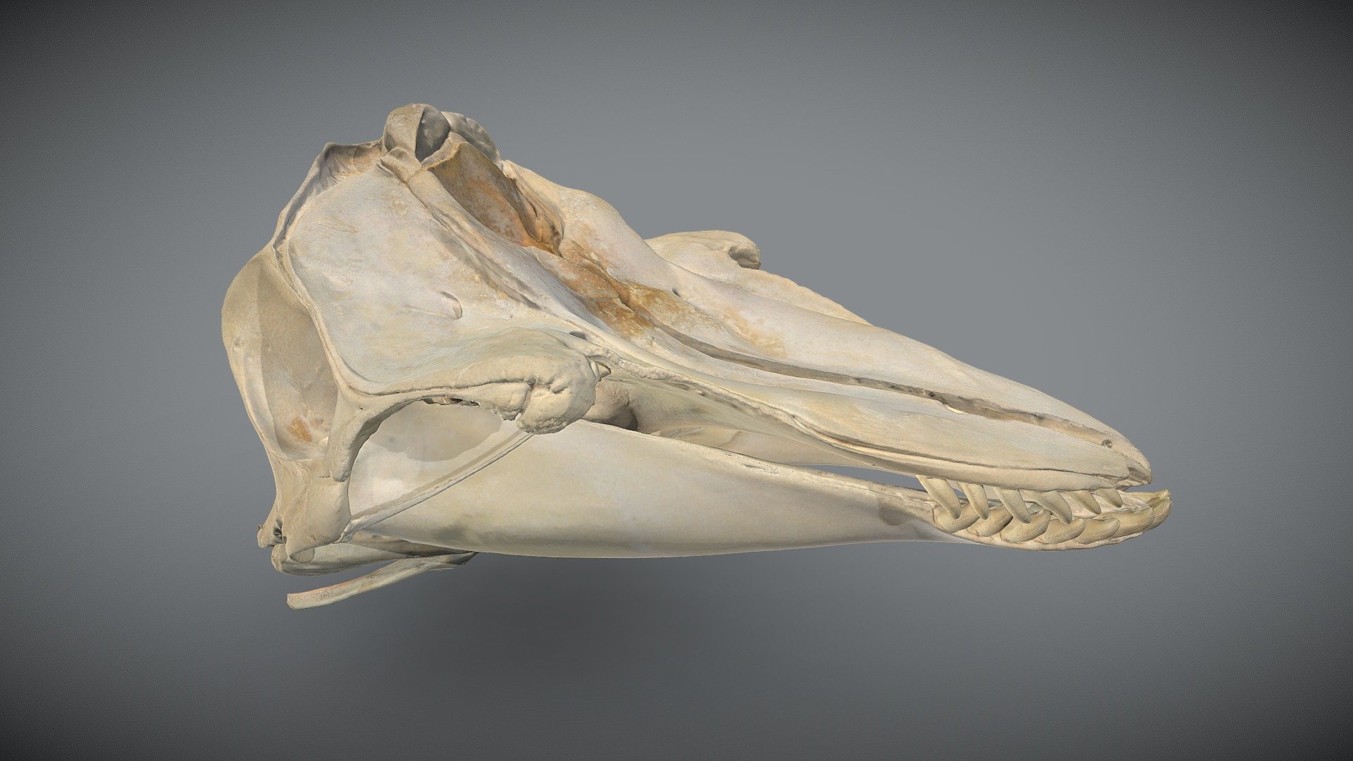 Crâne de globicéphale tropical - Download Free 3D model by Alienor.org, Conseil des musées ...