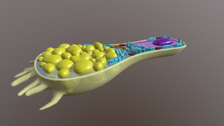 Rough_endoplasmic_reticulum 3D models - Sketchfab