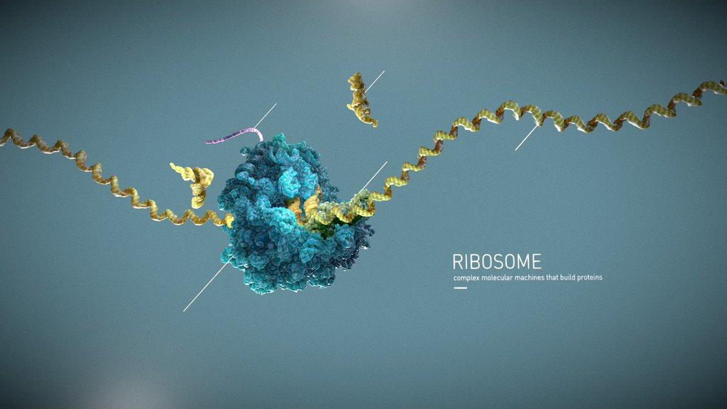 Science model interaction - A 3D model collection by 3dforscience ...