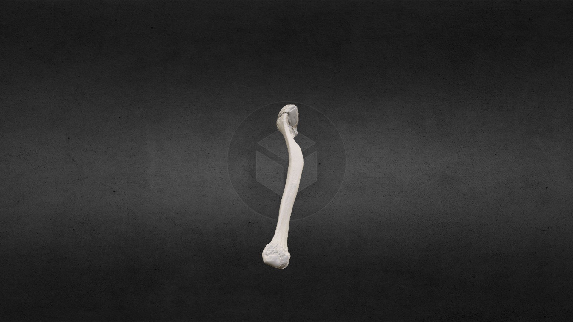 Loxodonta africana (elephant) Left Fibula - Download Free 3D model by ...