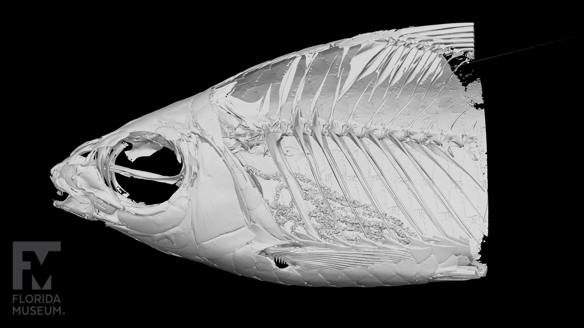 Labyrinthine Headstander CT Scan, Chilodontidae - 3D model by ...
