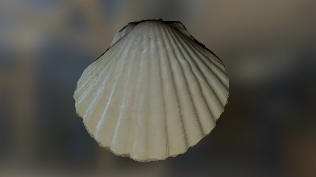 Concha - 3D model by tonibois [2df7845] - Sketchfab